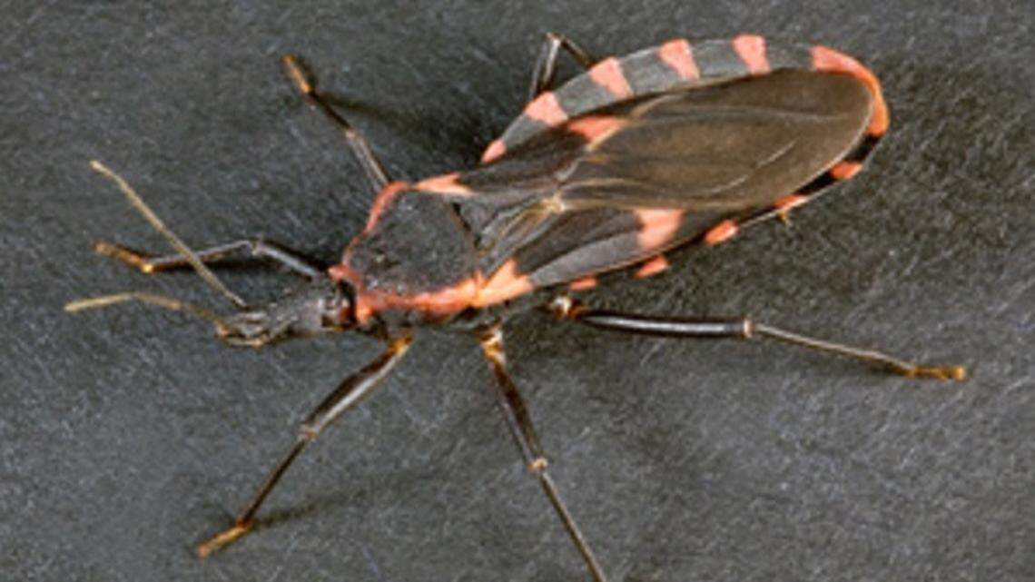 100,000 Californians May Be Carrying 'Kissing Bug' Disease
