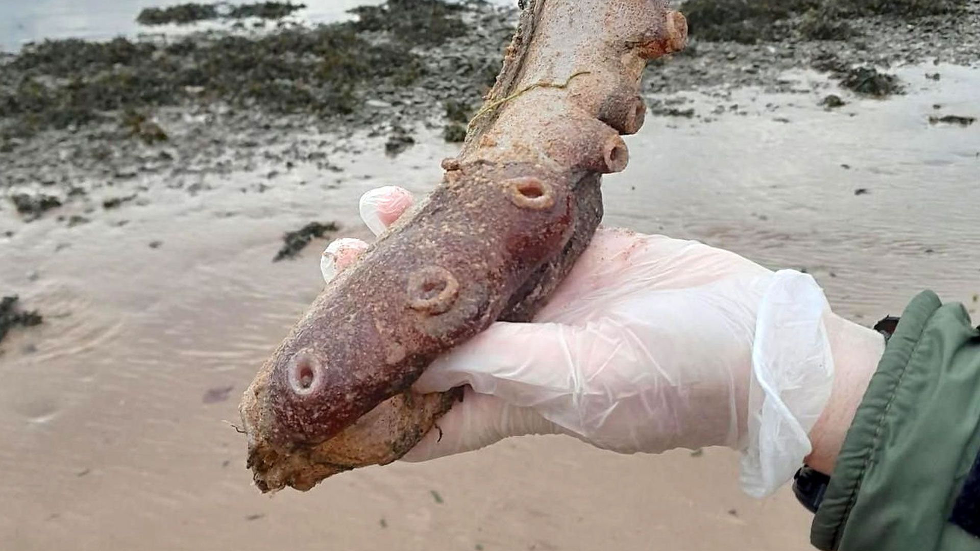 Fragments of Seven-Legged Sea Giant With 20-Inch Arms Wash Up on ...