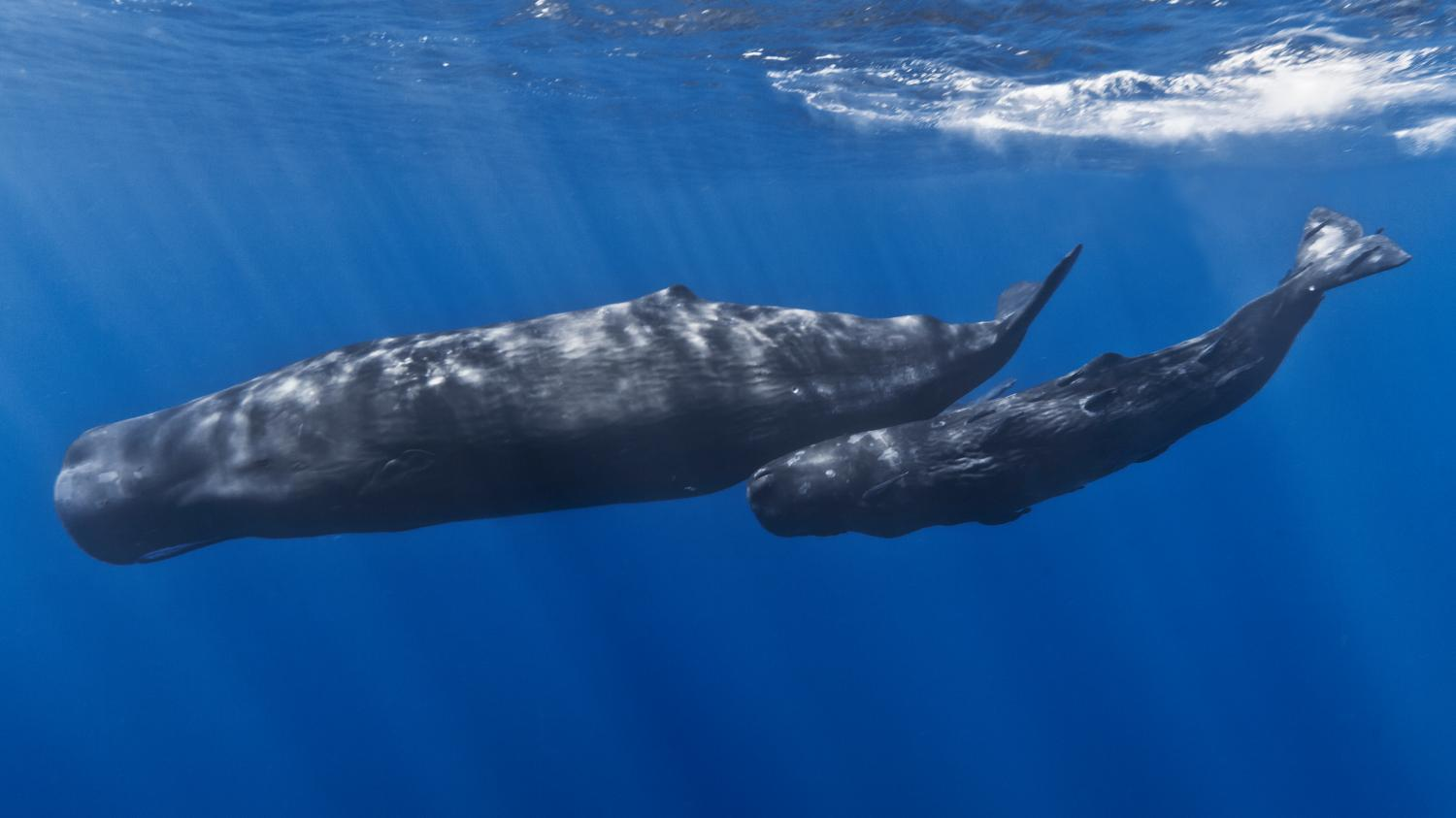 Scientists Identify Deadly Whale Virus Detected From Just Their Breath