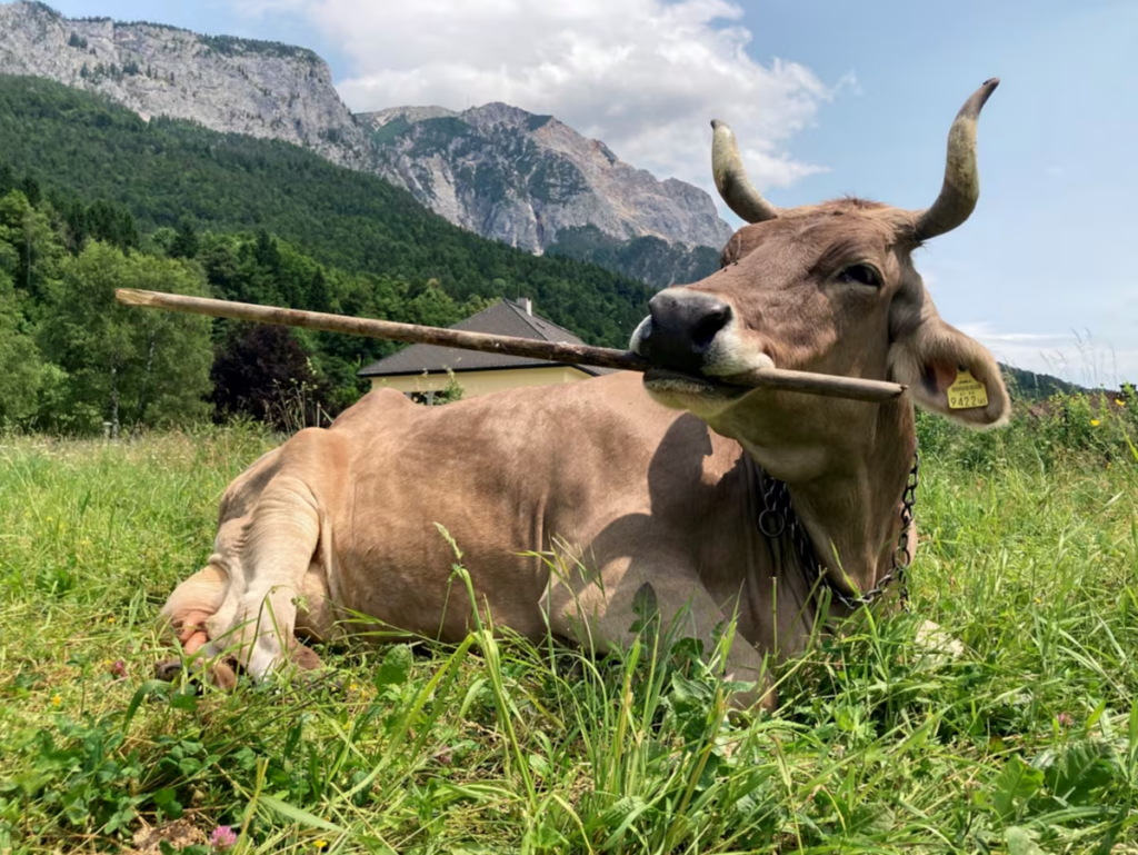Meet Veronika The Cow: The First Scientifically Proven Case of Cattle ...