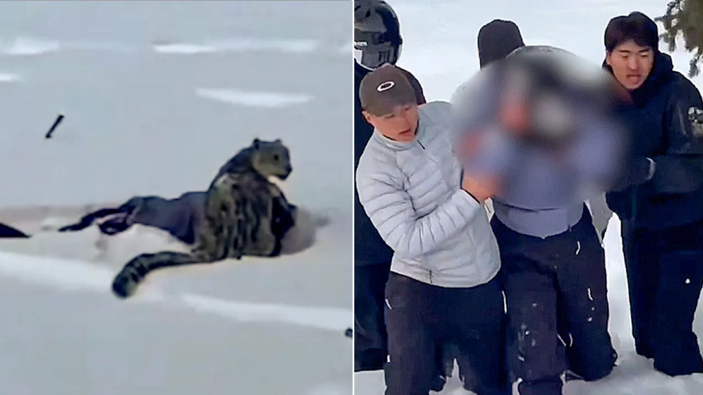 Snow Leopard Mauls Skier Who Approached Animal for Photo in China