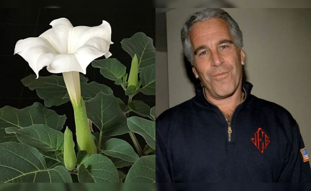 What Is the ‘Zombie Flower’ Mentioned in the Jeffrey Epstein Files ...